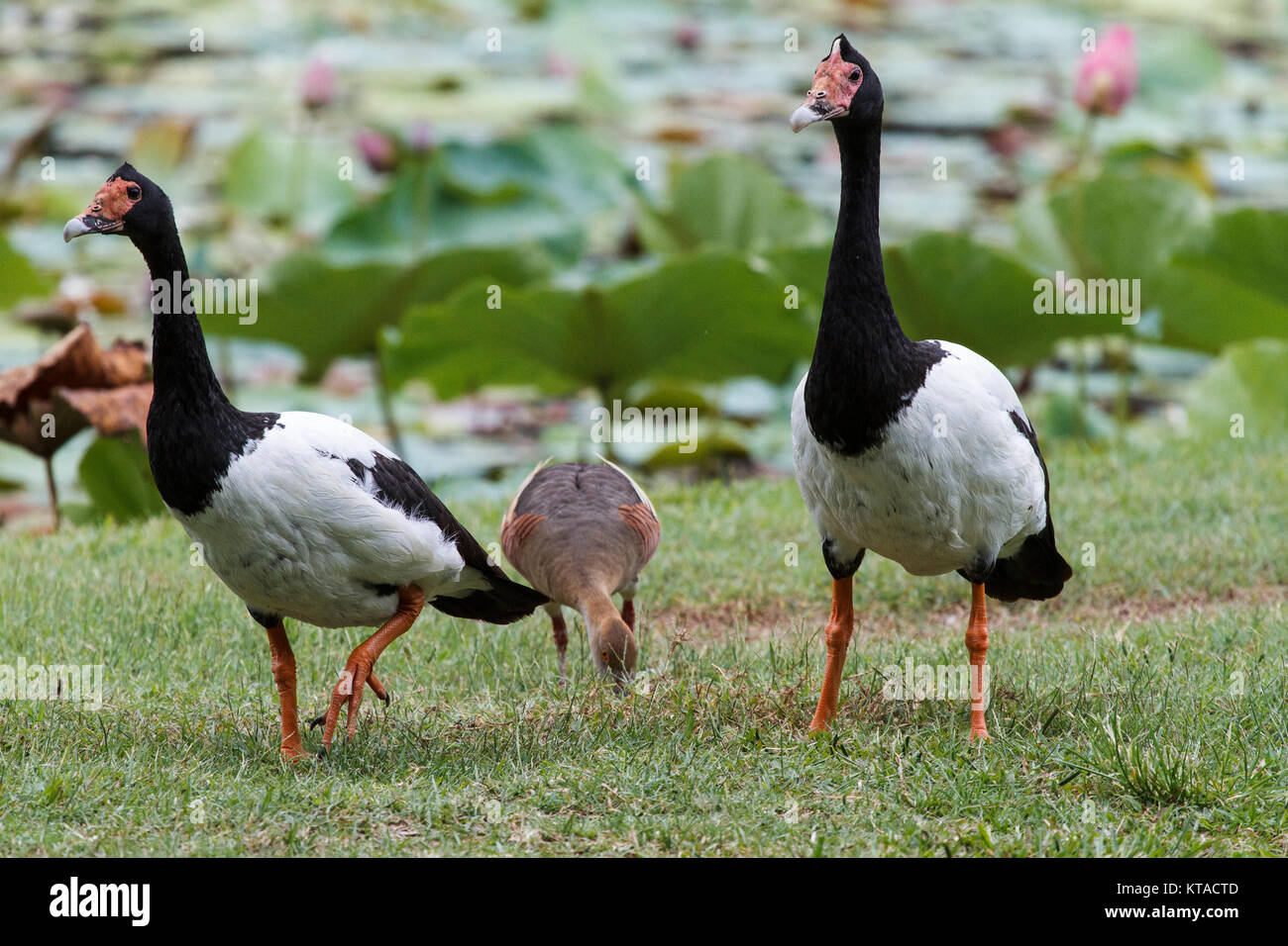 Magpie Geese - Anderson Park Botanic Gardens, Townsville Stock Photo ...