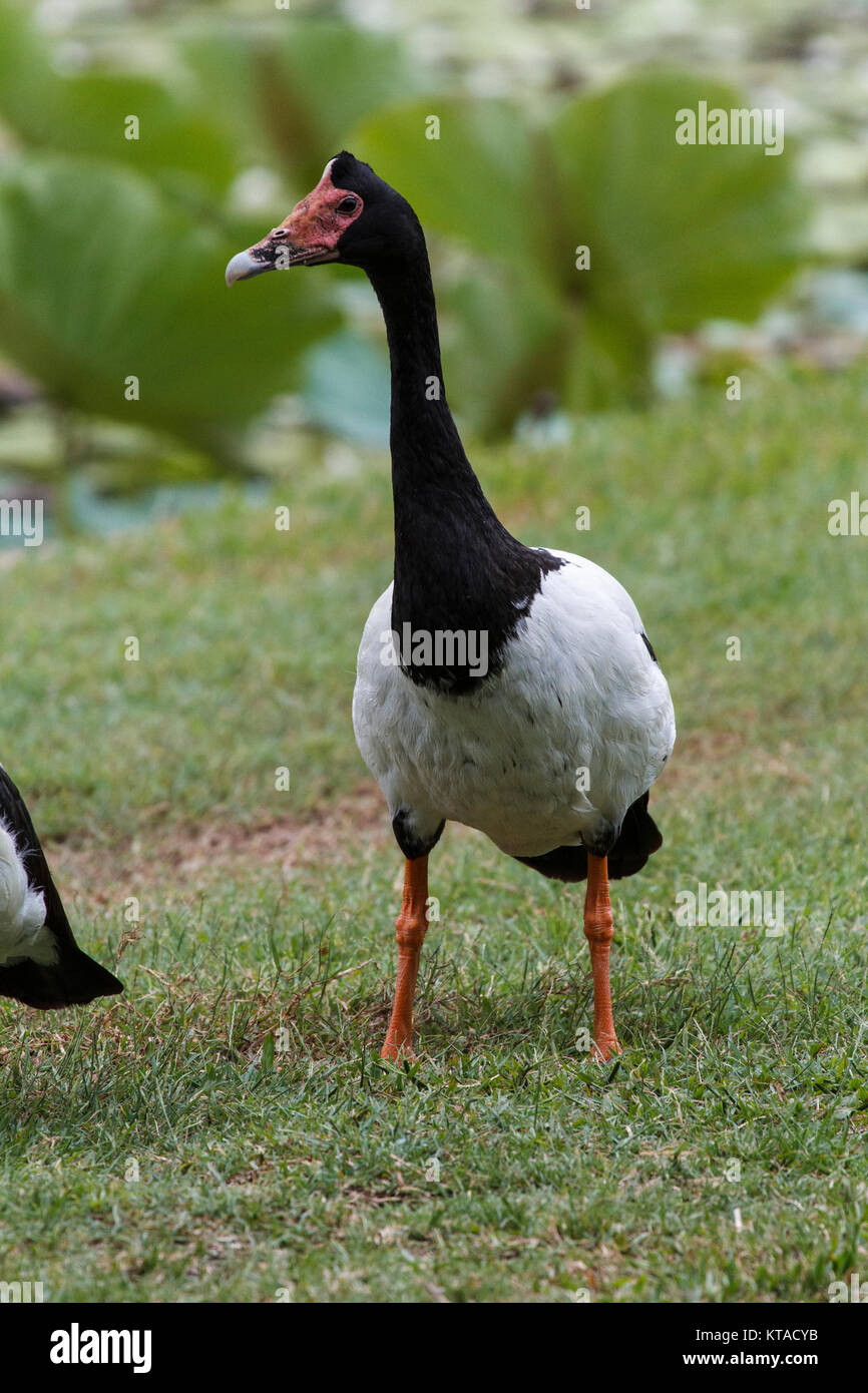 Magpie Geese - Anderson Park Botanic Gardens, Townsville Stock Photo ...