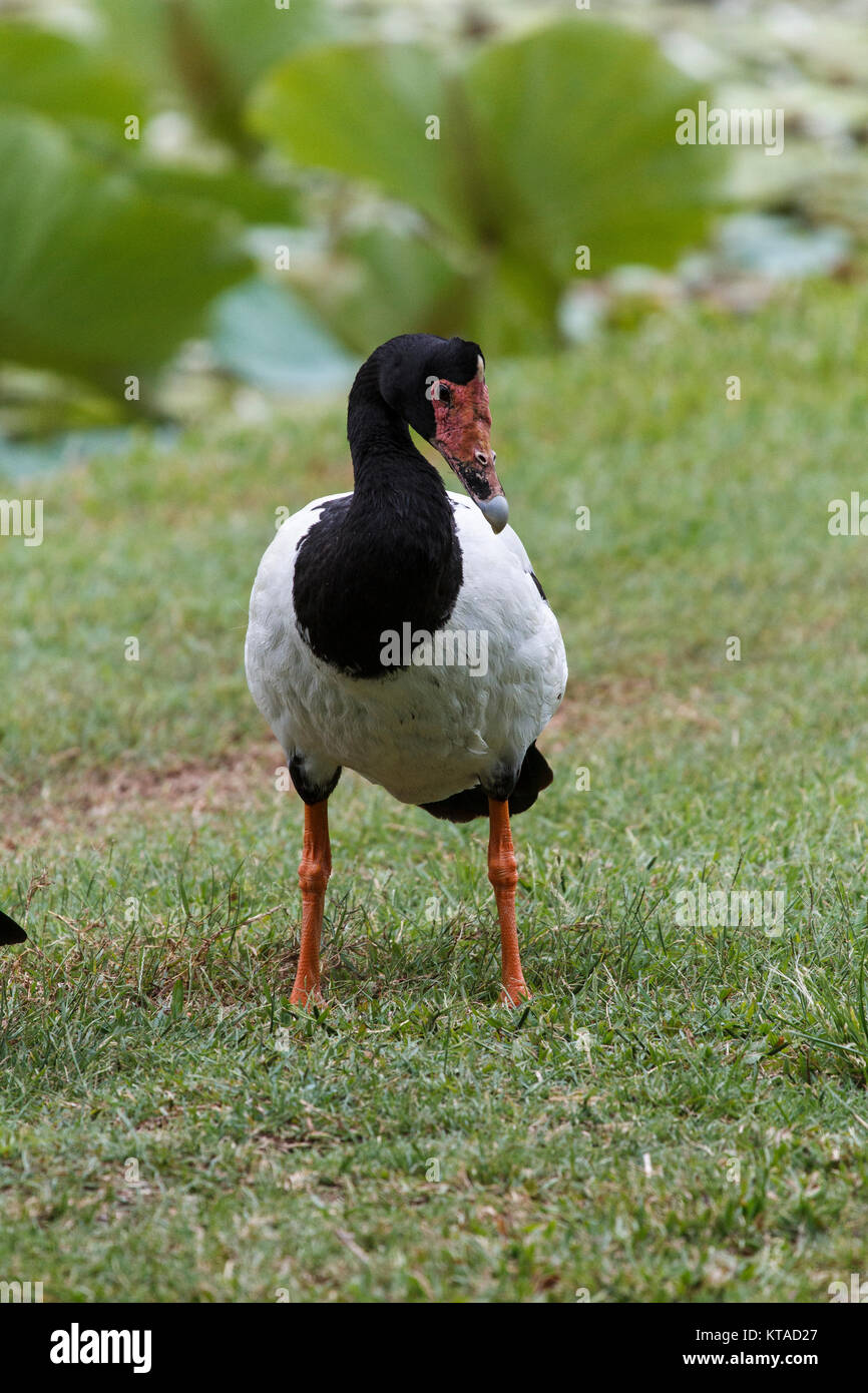 Magpie Geese - Anderson Park Botanic Gardens, Townsville Stock Photo ...