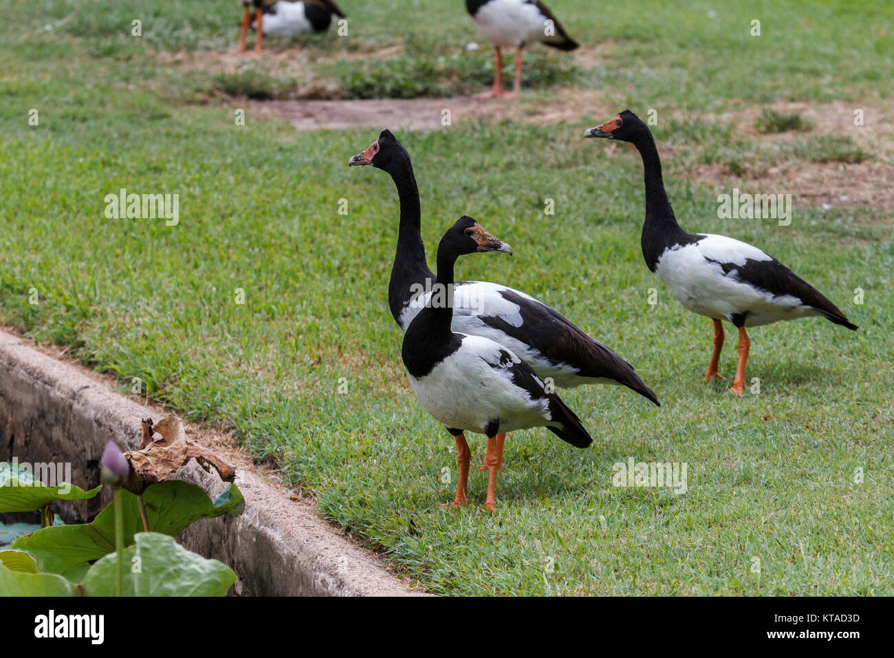 Magpie Geese - Anderson Park Botanic Gardens, Townsville Stock Photo ...