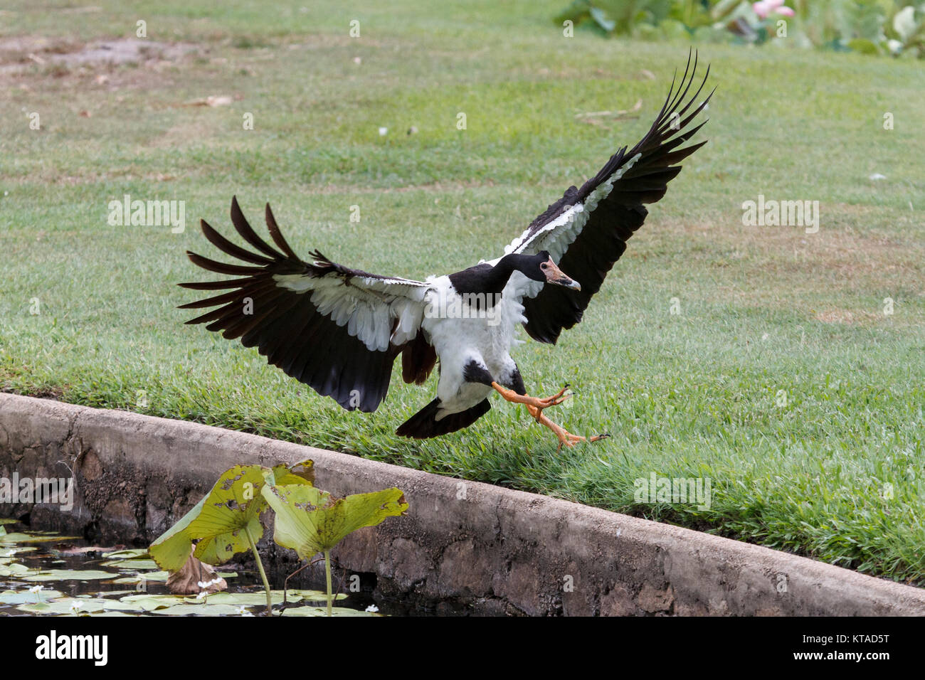 Magpie Geese - Anderson Park Botanic Gardens, Townsville Stock Photo ...