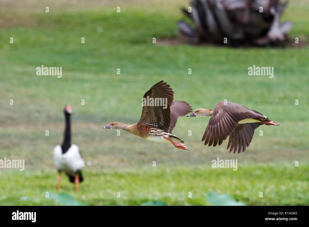 Ducks - Anderson Park Botanic Gardens, Townsville Stock Photo - Alamy