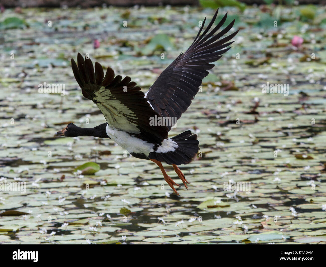 Magpie Geese - Anderson Park Botanic Gardens, Townsville Stock Photo ...