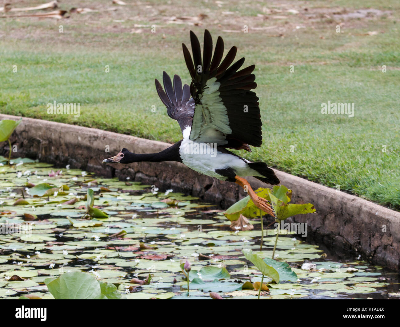 Magpie Geese - Anderson Park Botanic Gardens, Townsville Stock Photo ...