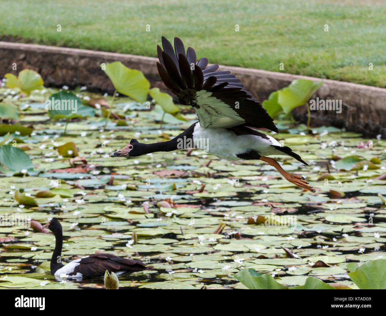 Magpie Geese - Anderson Park Botanic Gardens, Townsville Stock Photo ...