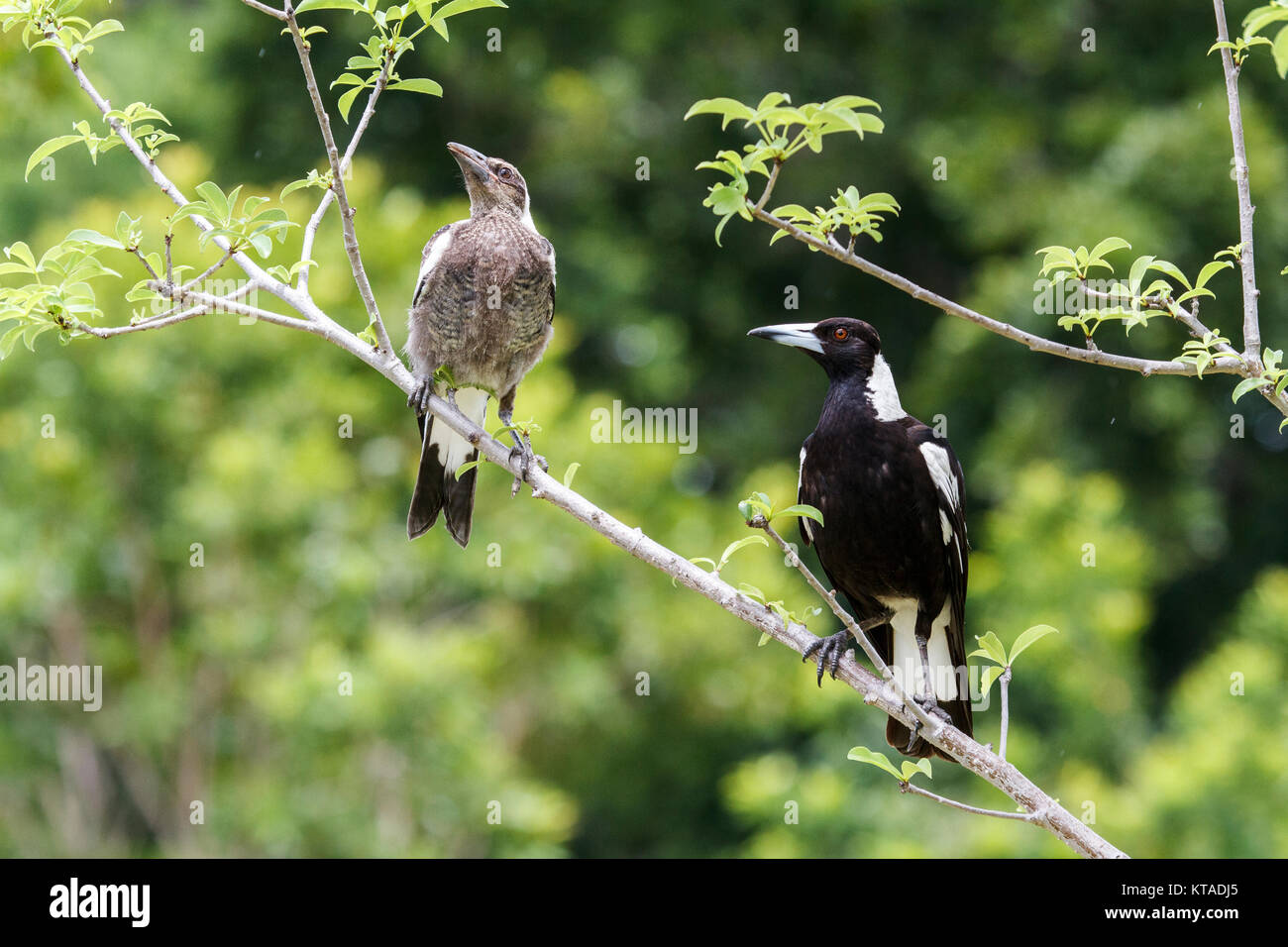 Magpie & young magpie - Anderson Park Botanic Gardens, Townsville Stock ...