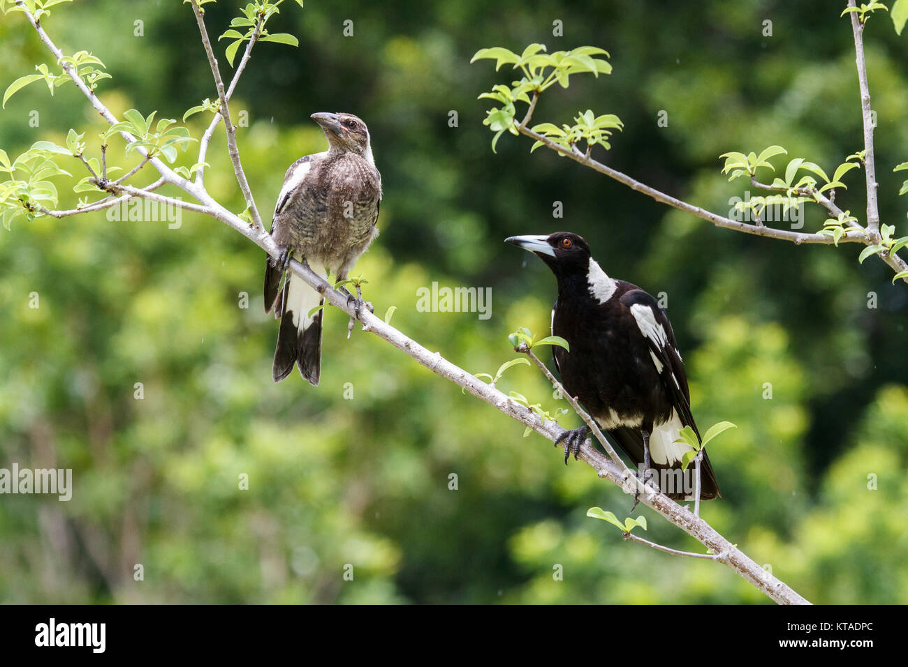 Australian baby magpie hi-res stock photography and images - Alamy