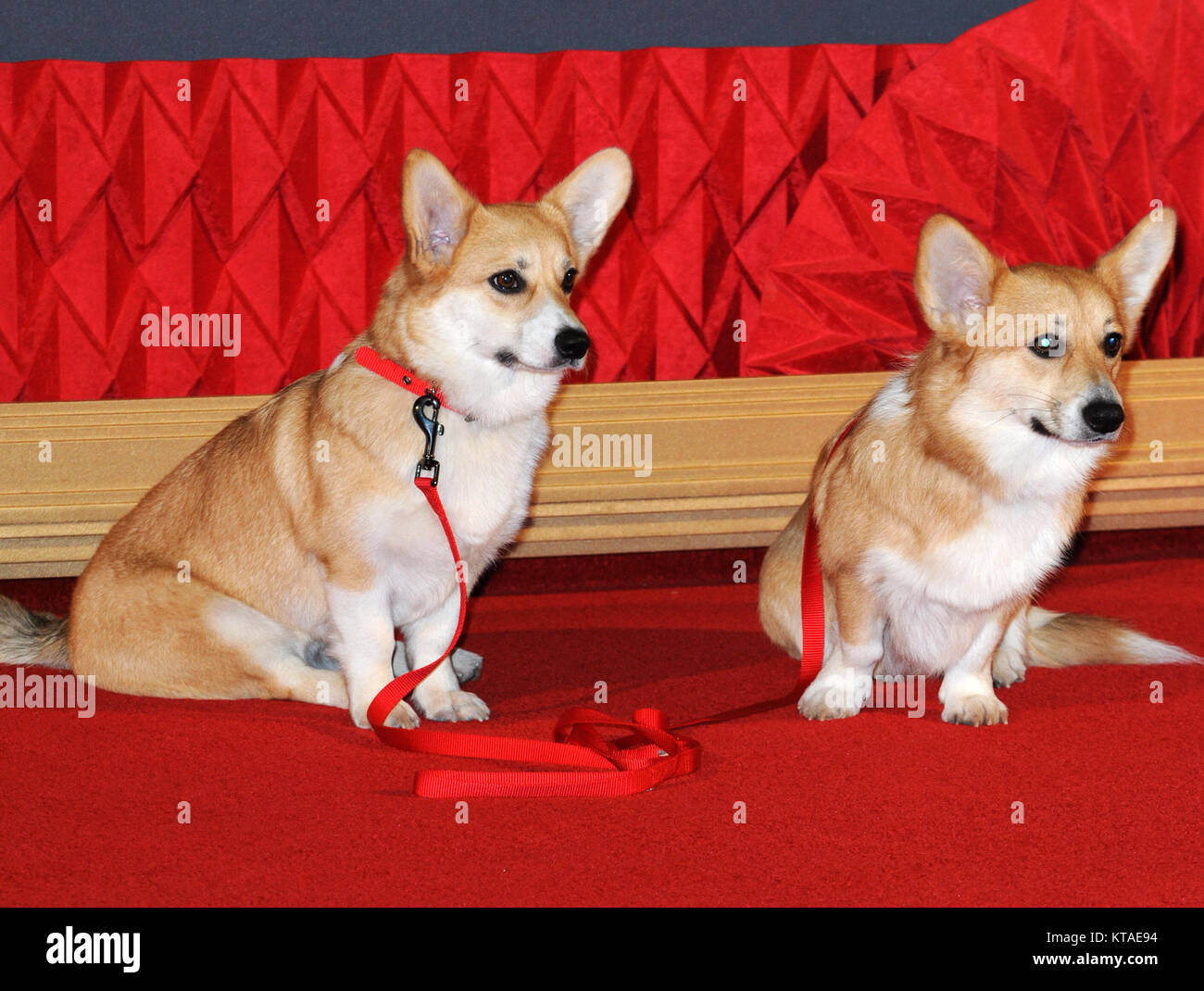 'The Crown' Season 2 – World Premiere - Arrivals Featuring: Corgi's ...