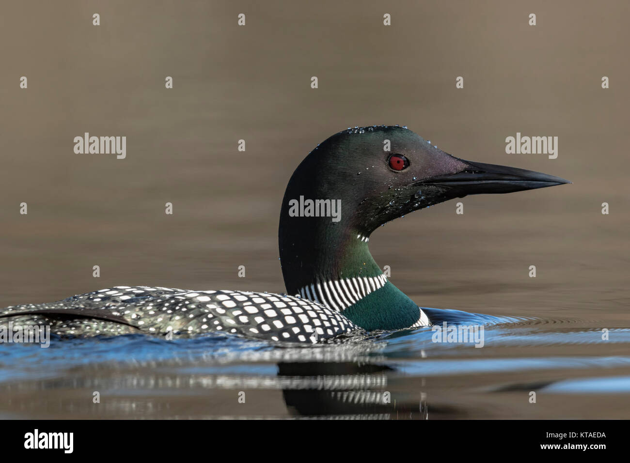 Common Loon swimming on a northern Wisconsin lake Stock Photo - Alamy