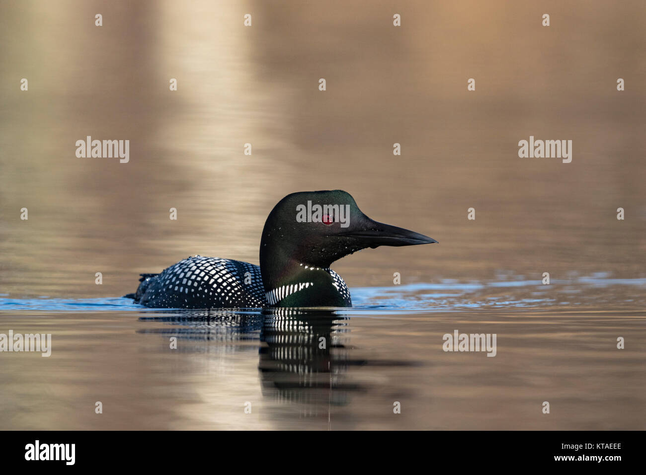 North american loon hi-res stock photography and images - Alamy