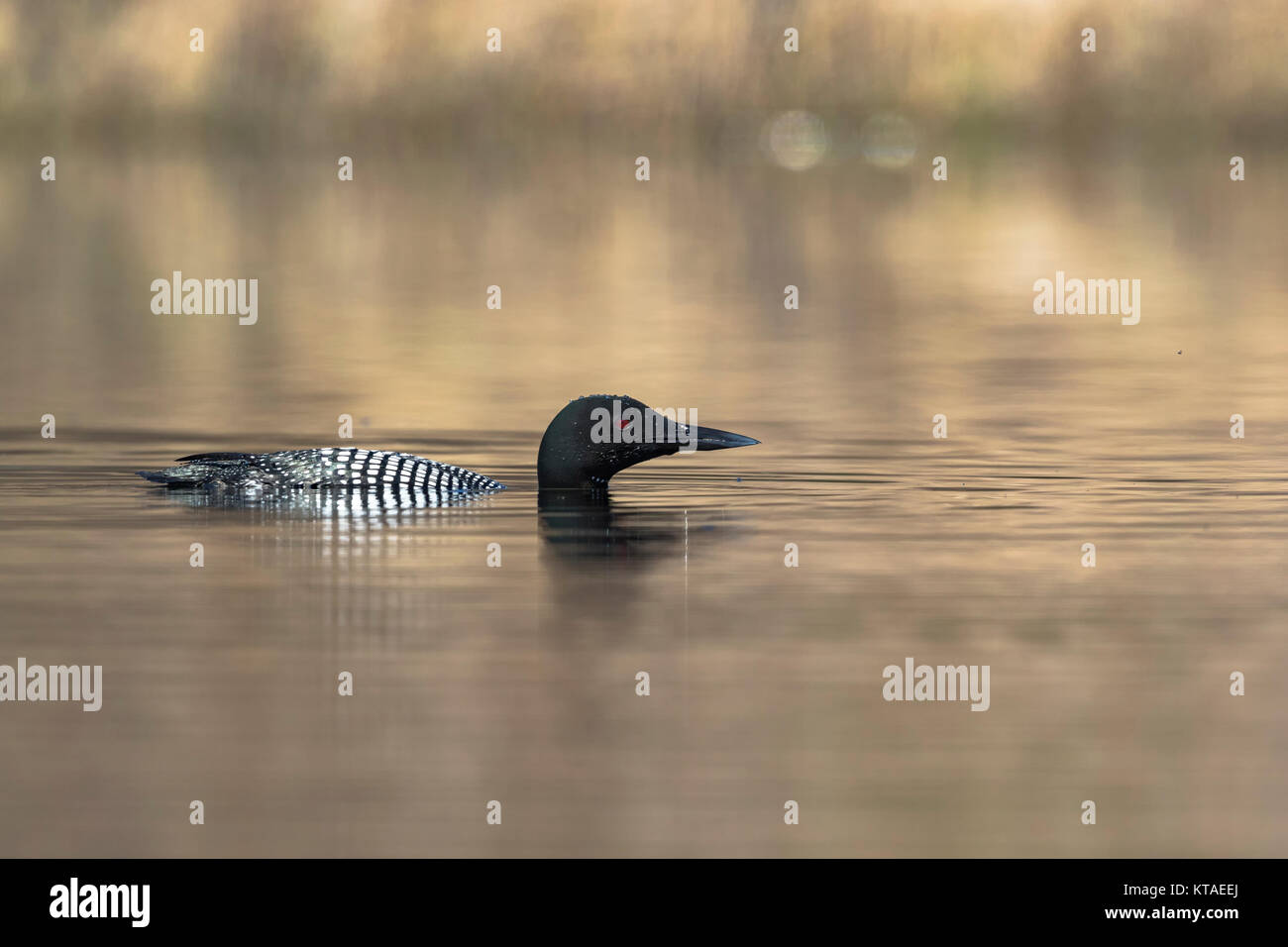 North american loon hi-res stock photography and images - Alamy