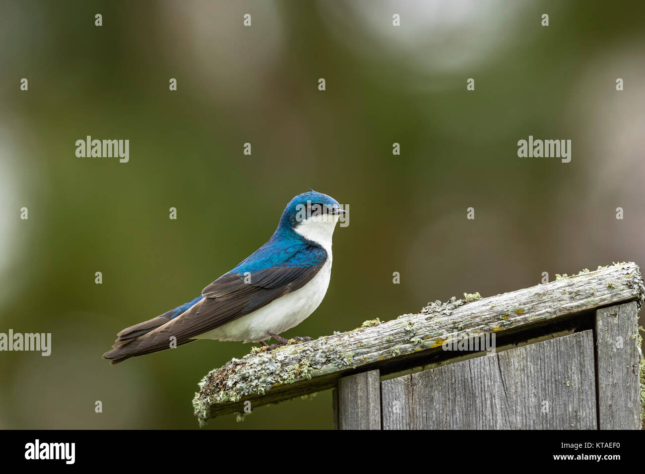 Tree Swallow perched on a bird house in northern Wisconsin Stock Photo ...
