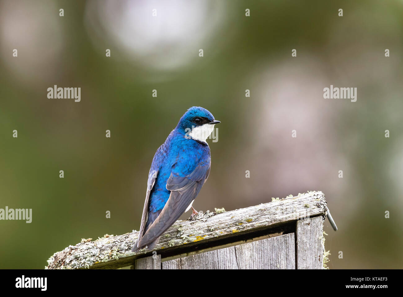 Adult tree swallow hi-res stock photography and images - Alamy