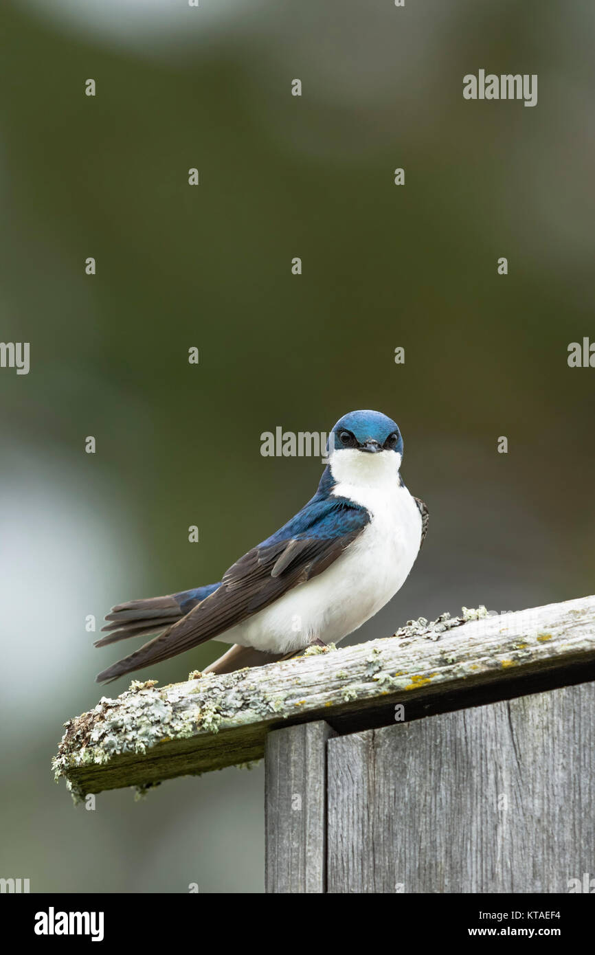 Tree swallow nestbox hi-res stock photography and images - Alamy