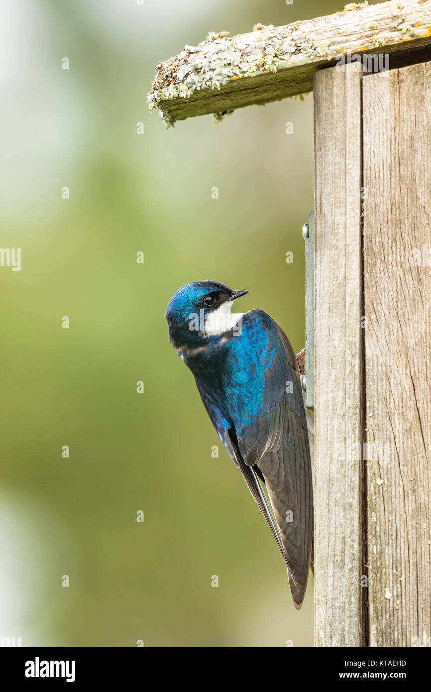 North american swallow hi-res stock photography and images - Alamy