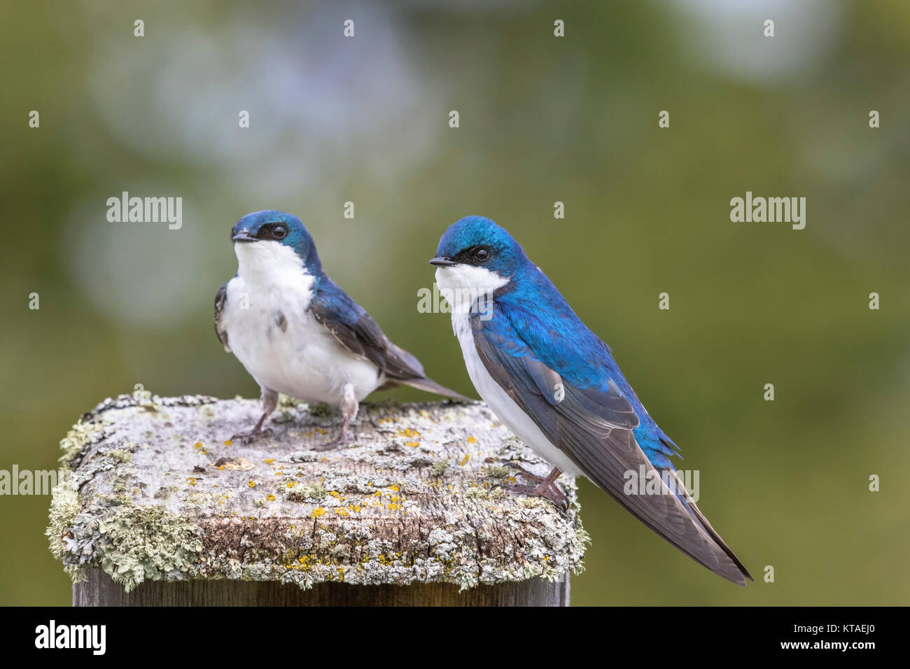 Pair of tree swallows on their nestbox Stock Photo - Alamy