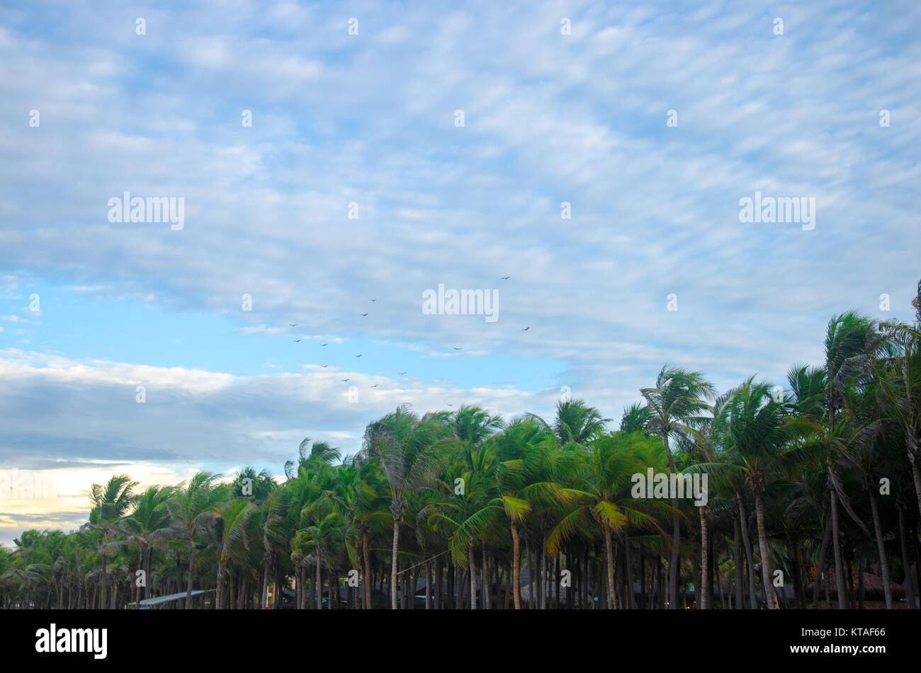 Fortaleza, Brazil, jul 8, 2017: Birds flying high over people by the ...