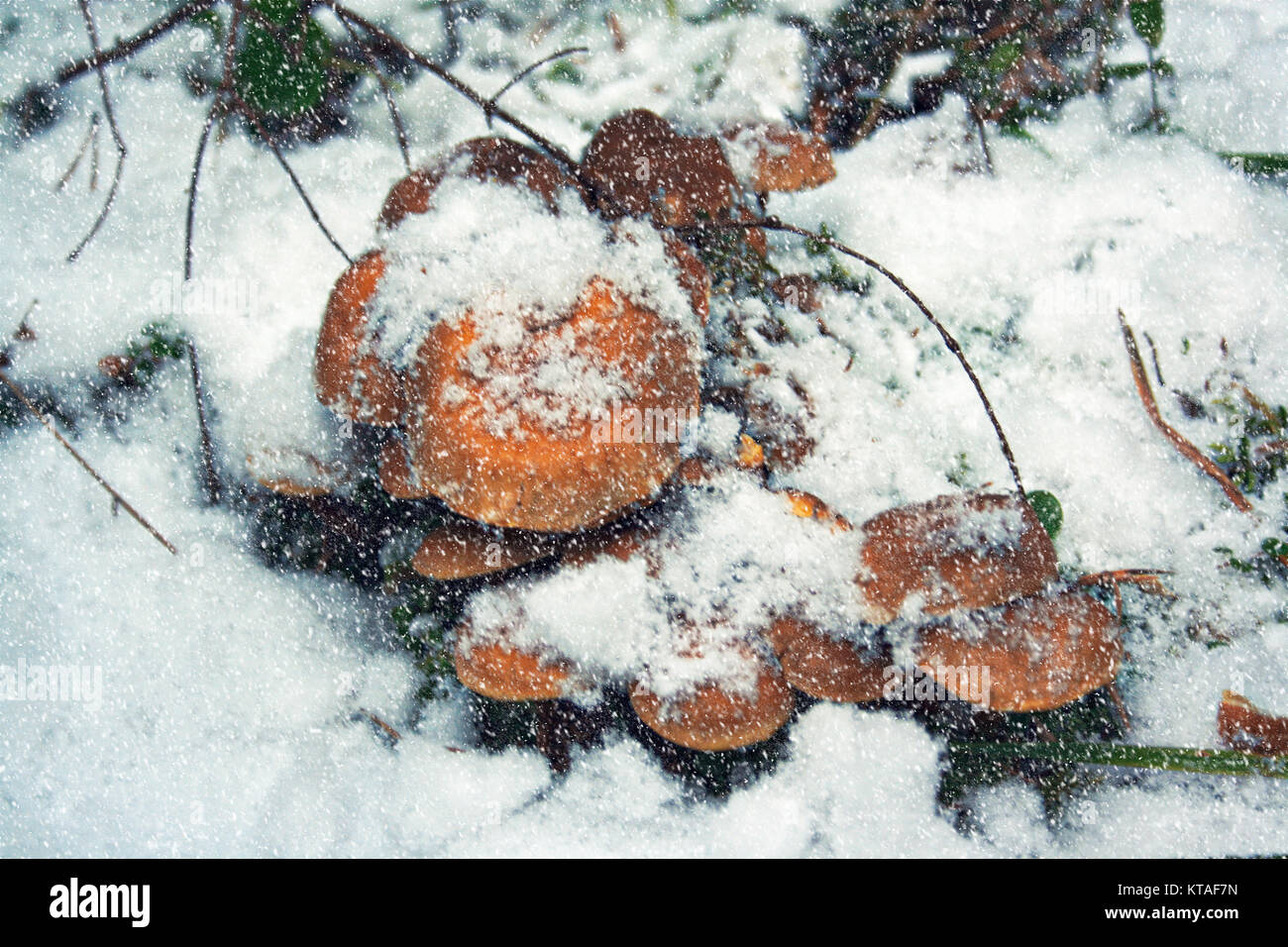 Snow white fungus growing hi-res stock photography and images - Alamy