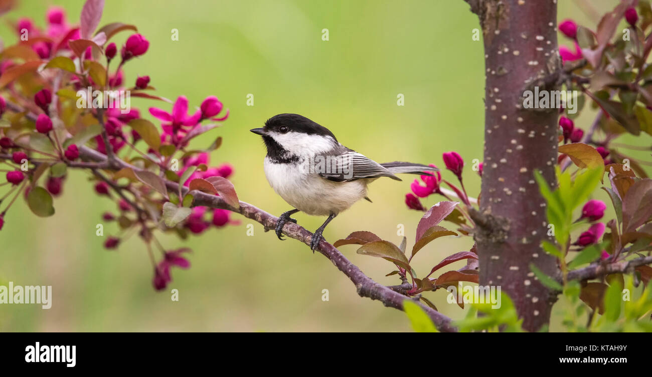 Black-capped Chickadee perched in a flowering crabapple tree Stock ...