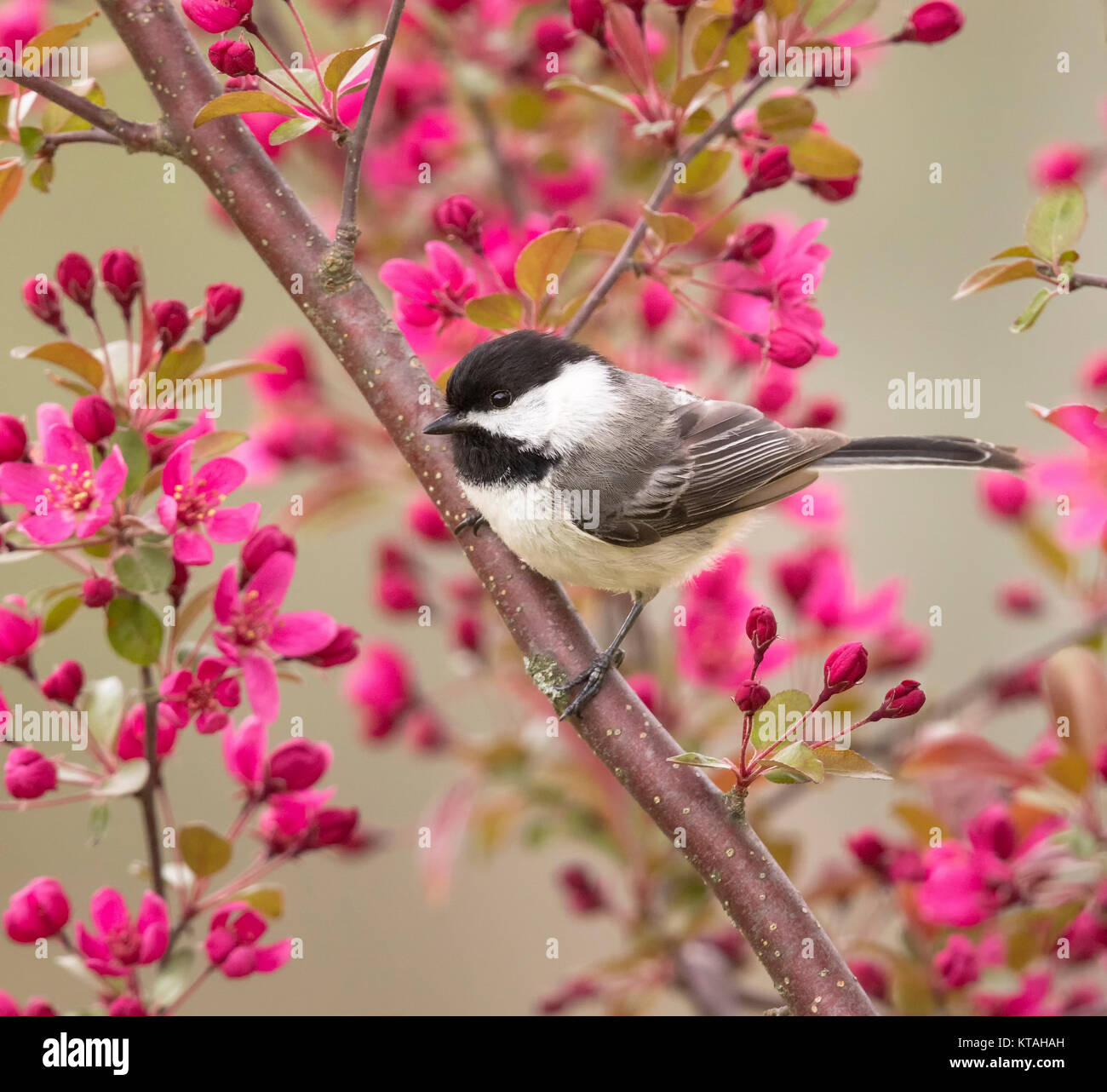 Black-capped Chickadee perched in a flowering crabapple tree Stock ...