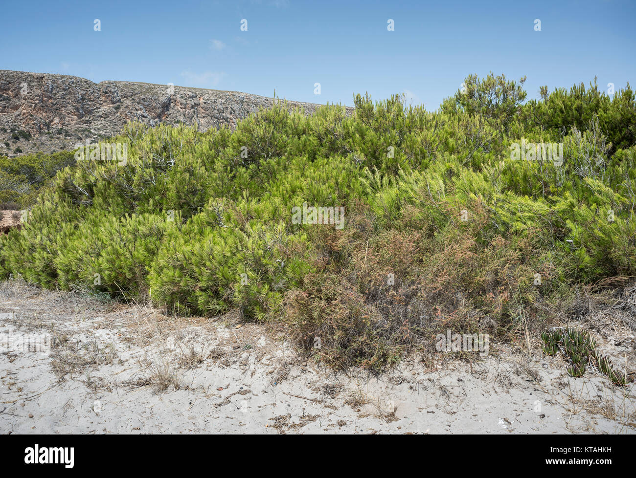 Mediterranean pine forest aleppo pine hi-res stock photography and ...