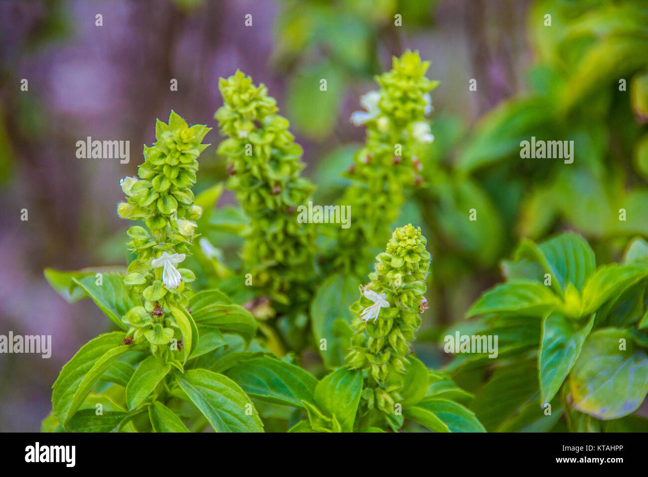 Kingdom of bahrain sea hi-res stock photography and images - Alamy