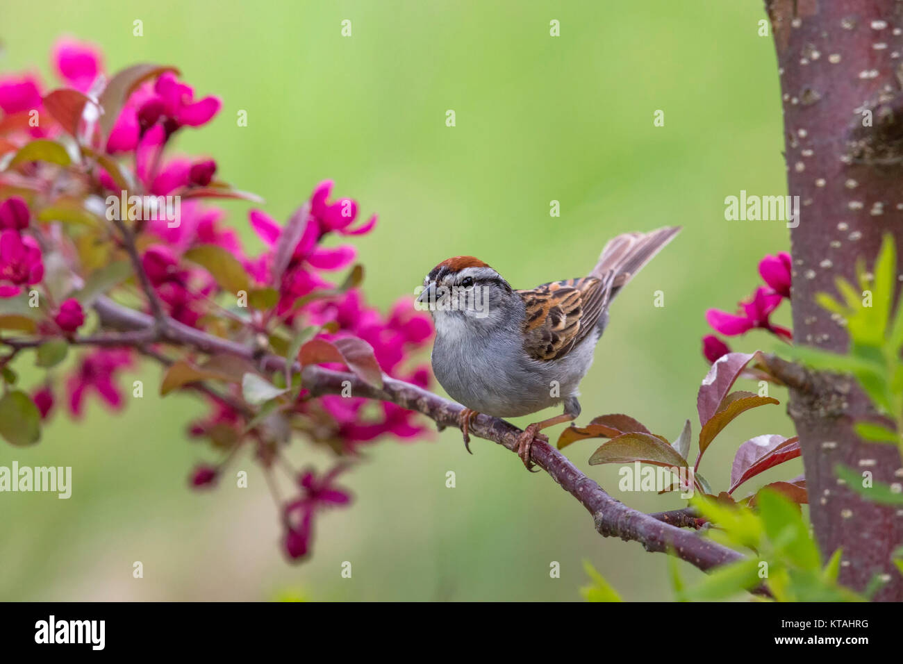 Sparrow in flowers hi-res stock photography and images - Alamy