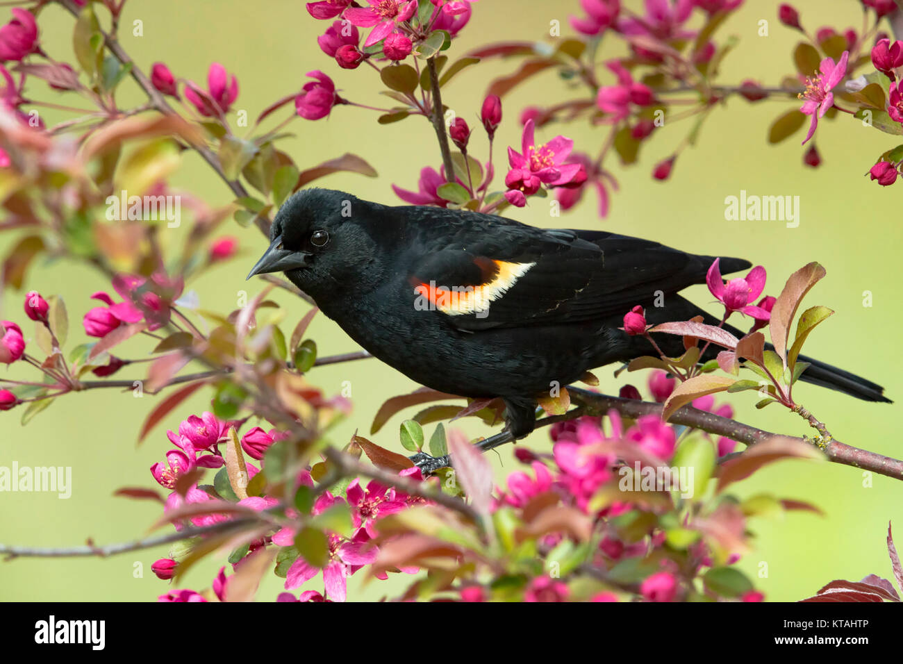 Red-winged blackbird - male Stock Photo - Alamy
