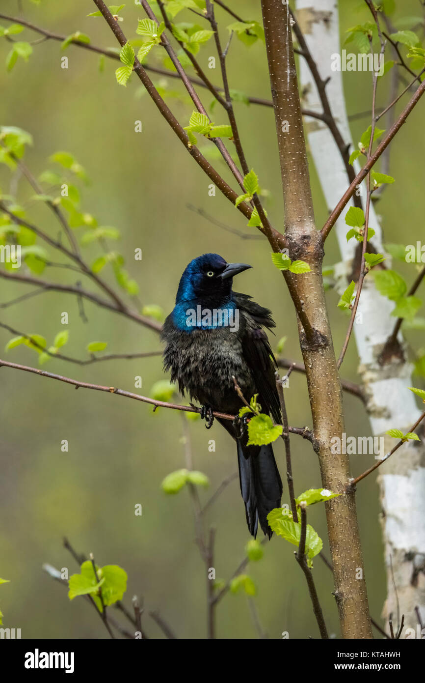 Adult grackle hi-res stock photography and images - Alamy