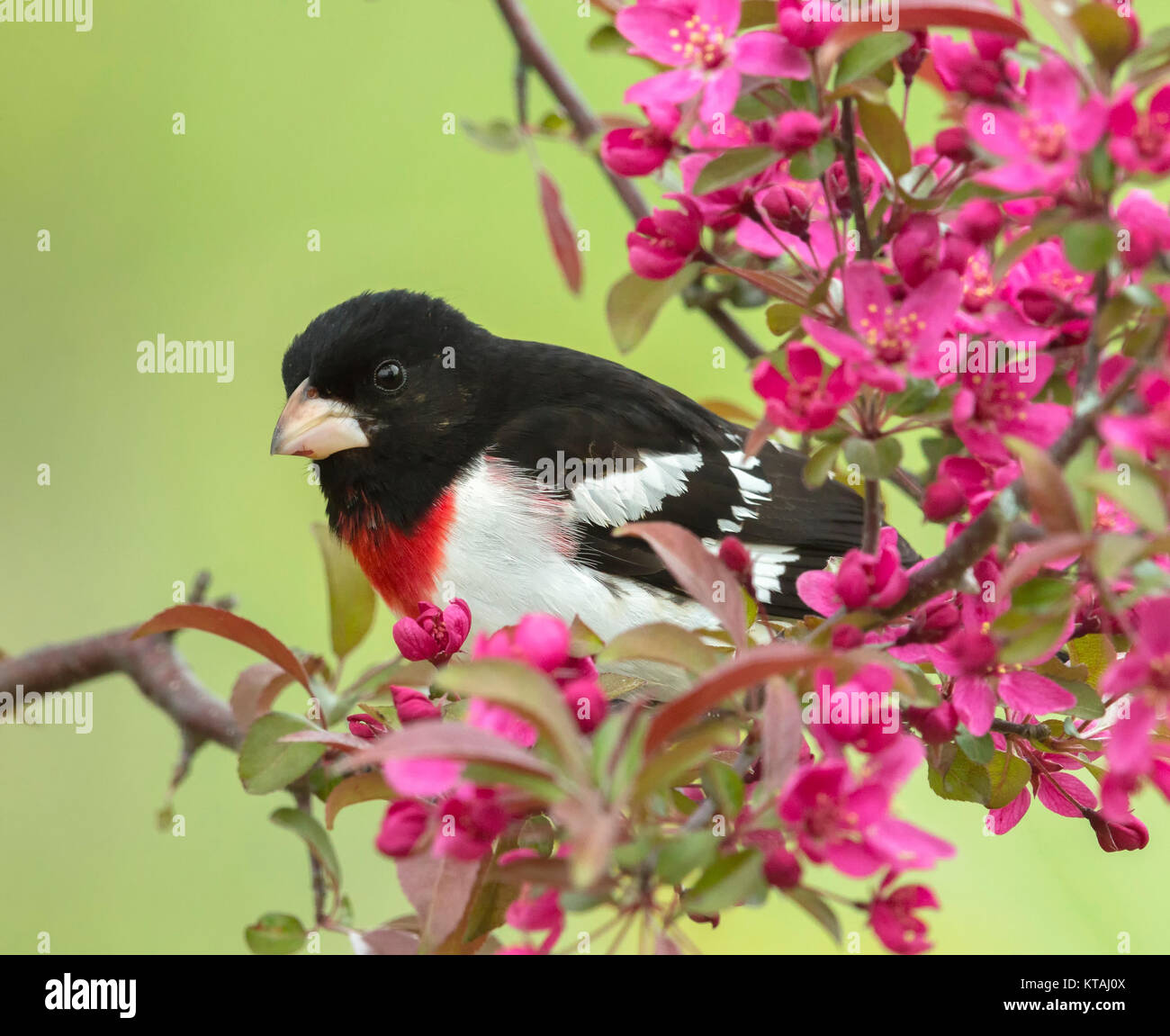 Rose-breasted grosbeak - male Stock Photo - Alamy