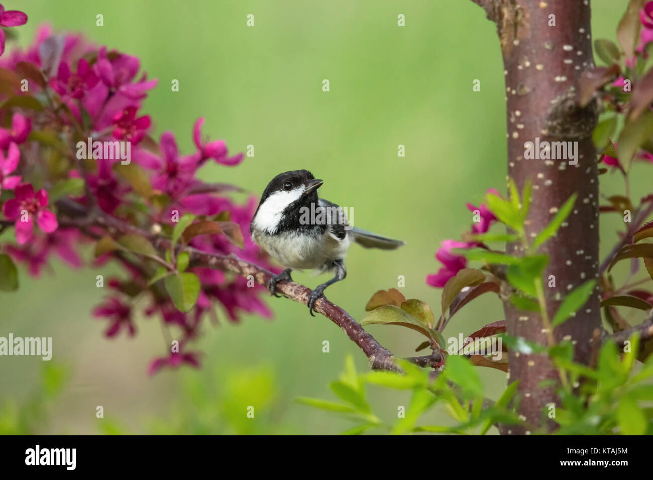 Purple prince flowering crabapple tree hi-res stock photography and ...