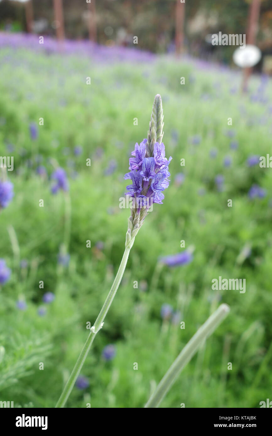 Lavender flowers in nature Stock Photo - Alamy