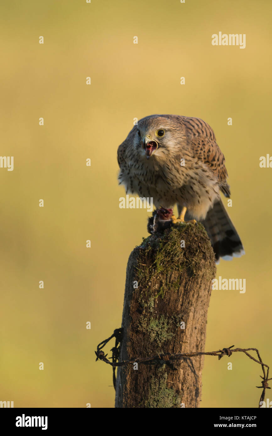 Female common kestrel kestrel hi-res stock photography and images - Alamy