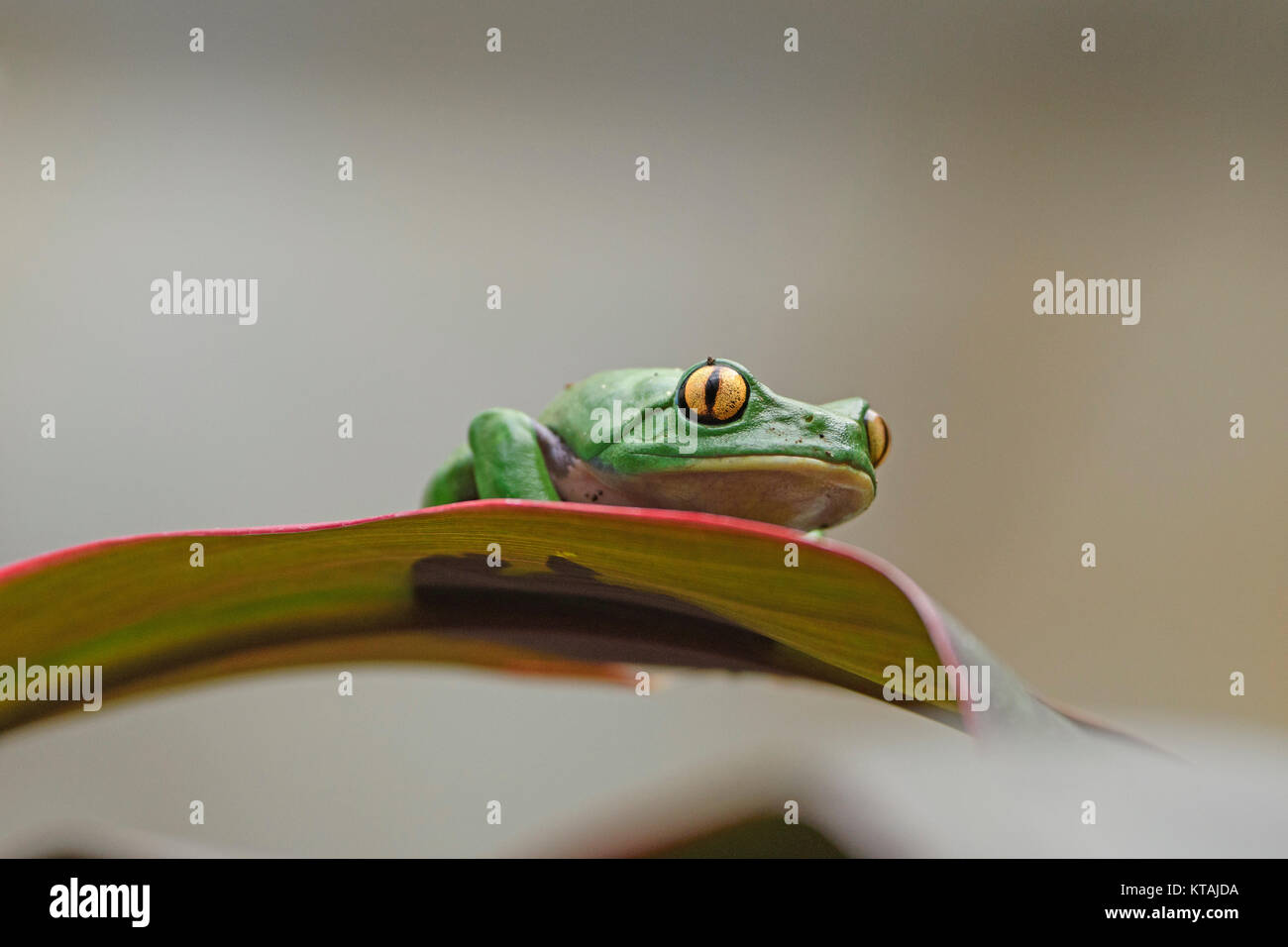 Golden eyed frog hi-res stock photography and images - Alamy