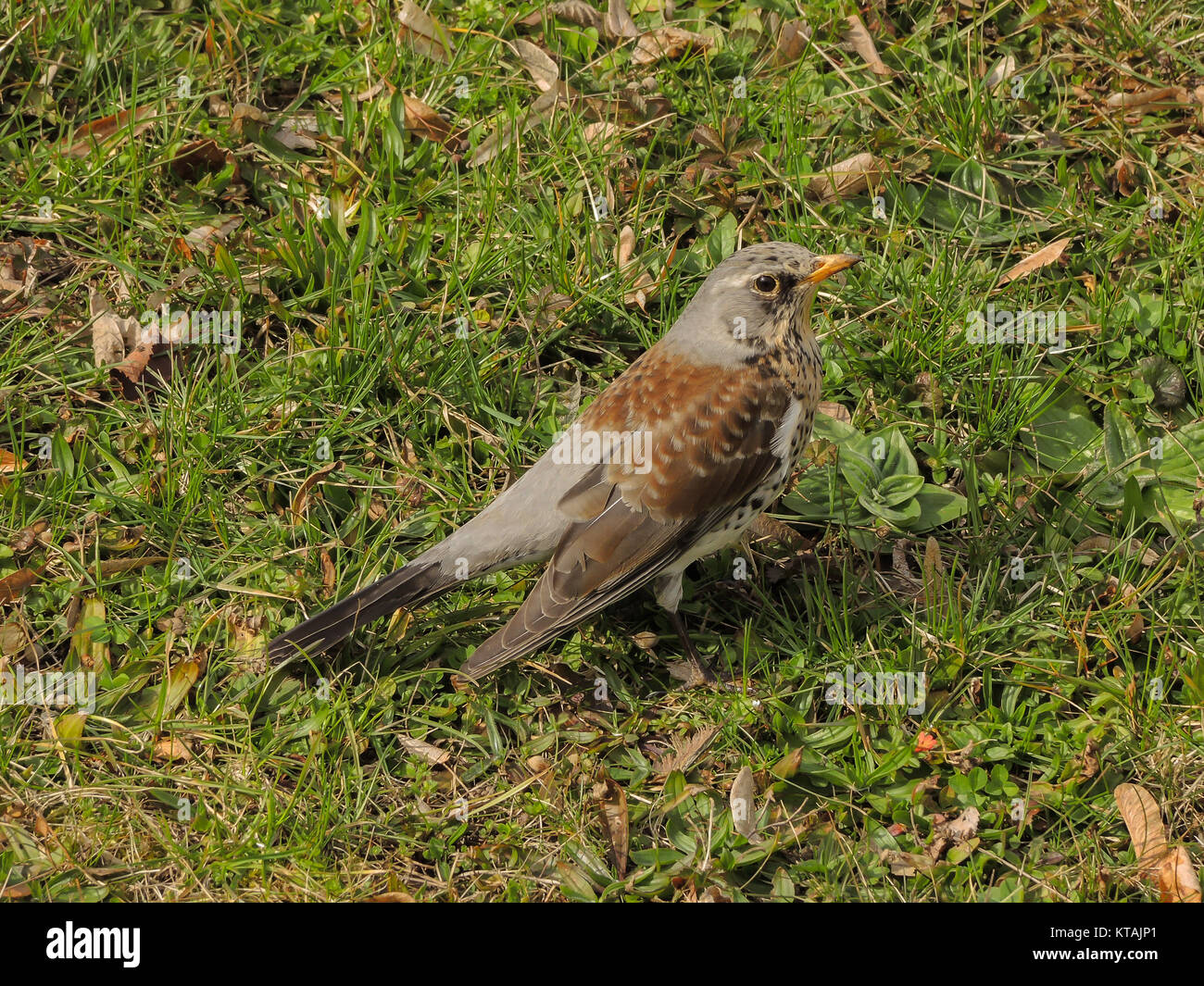 song thrush in the meadow Stock Photo - Alamy
