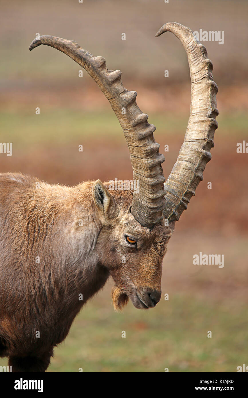 male alpine ibex capra ibex Stock Photo - Alamy