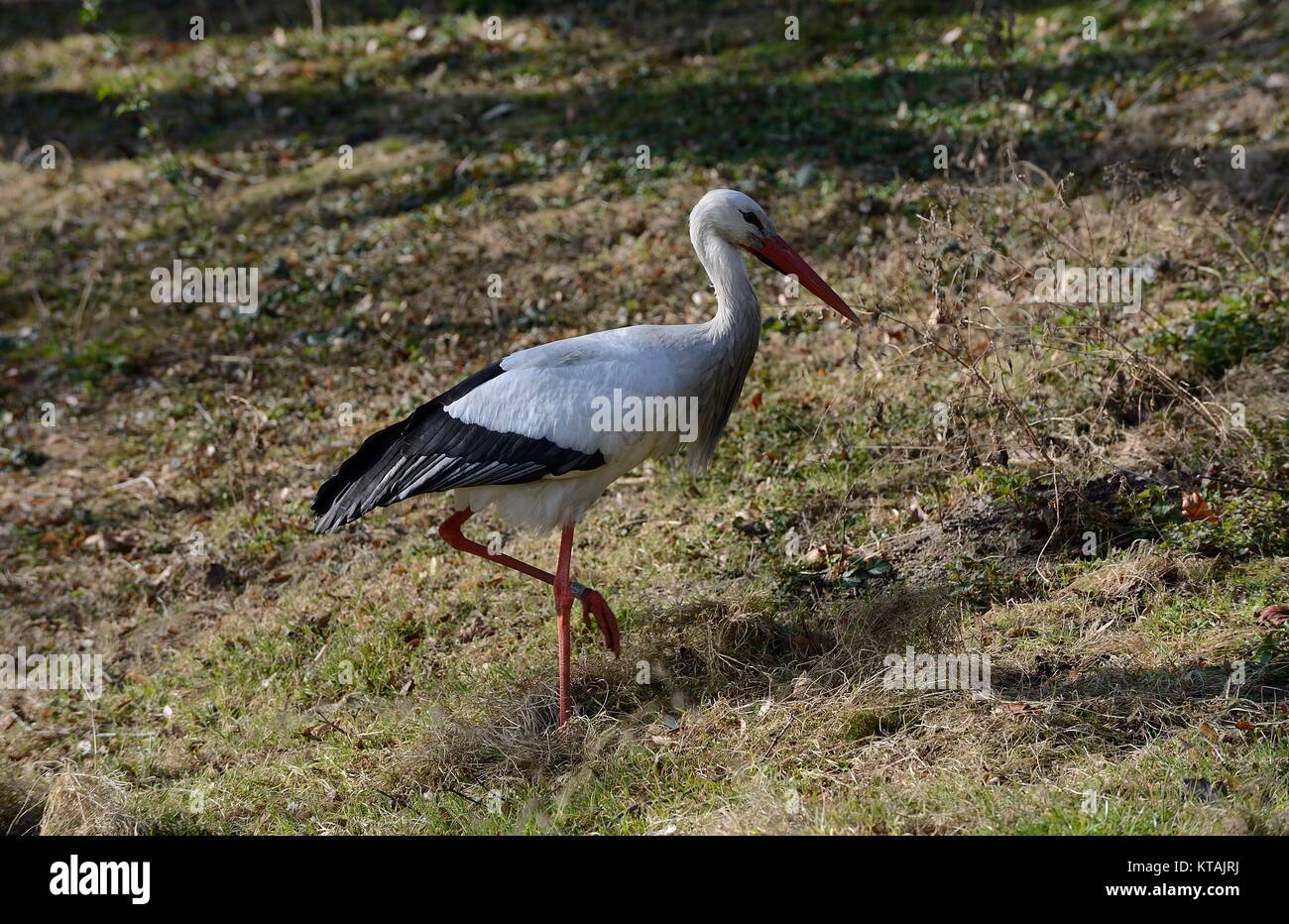 white stork on meadow Stock Photo - Alamy