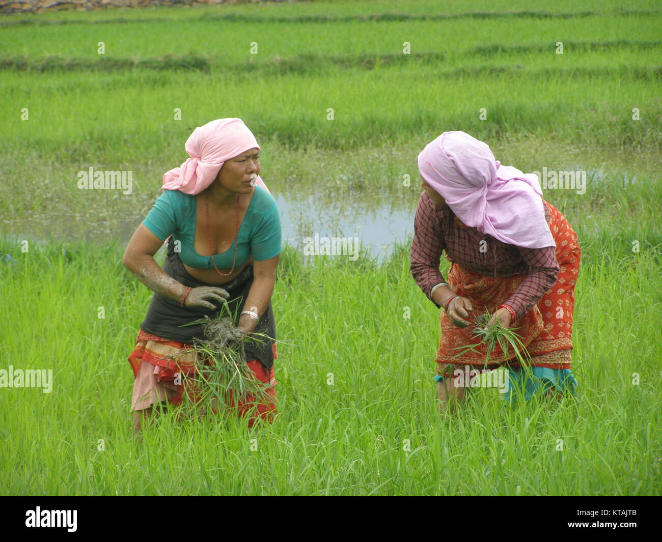 Two Nepali women in the farm Stock Photo - Alamy