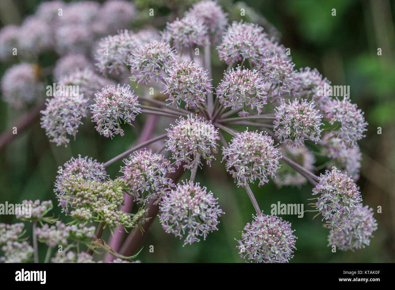 Close-up shot of flowers of Wild Angelica / Angelica sylvestris growing ...