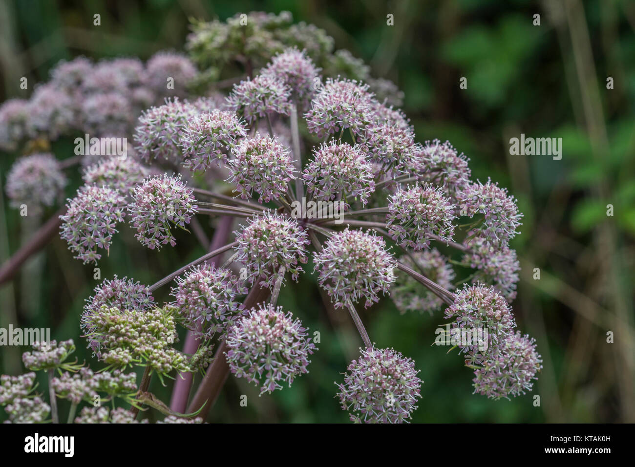 Angelica Selvatica Stock Photos & Angelica Selvatica Stock Images - Alamy