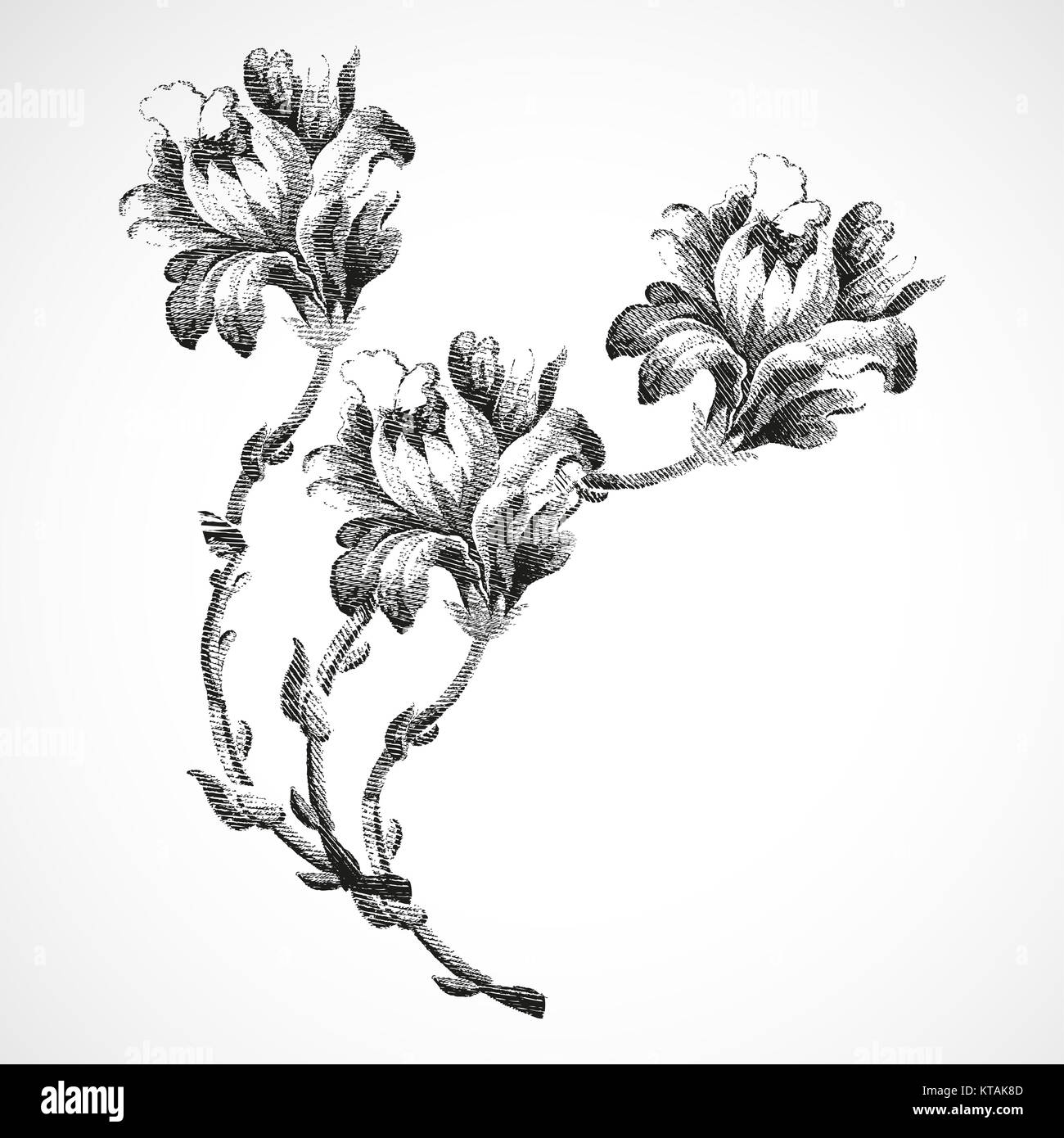 Hand drawn vertical flowers of lily, vintage isolated Stock Photo - Alamy