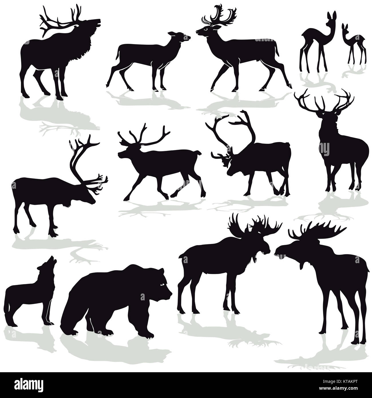 Bear and wolf hi-res stock photography and images - Alamy