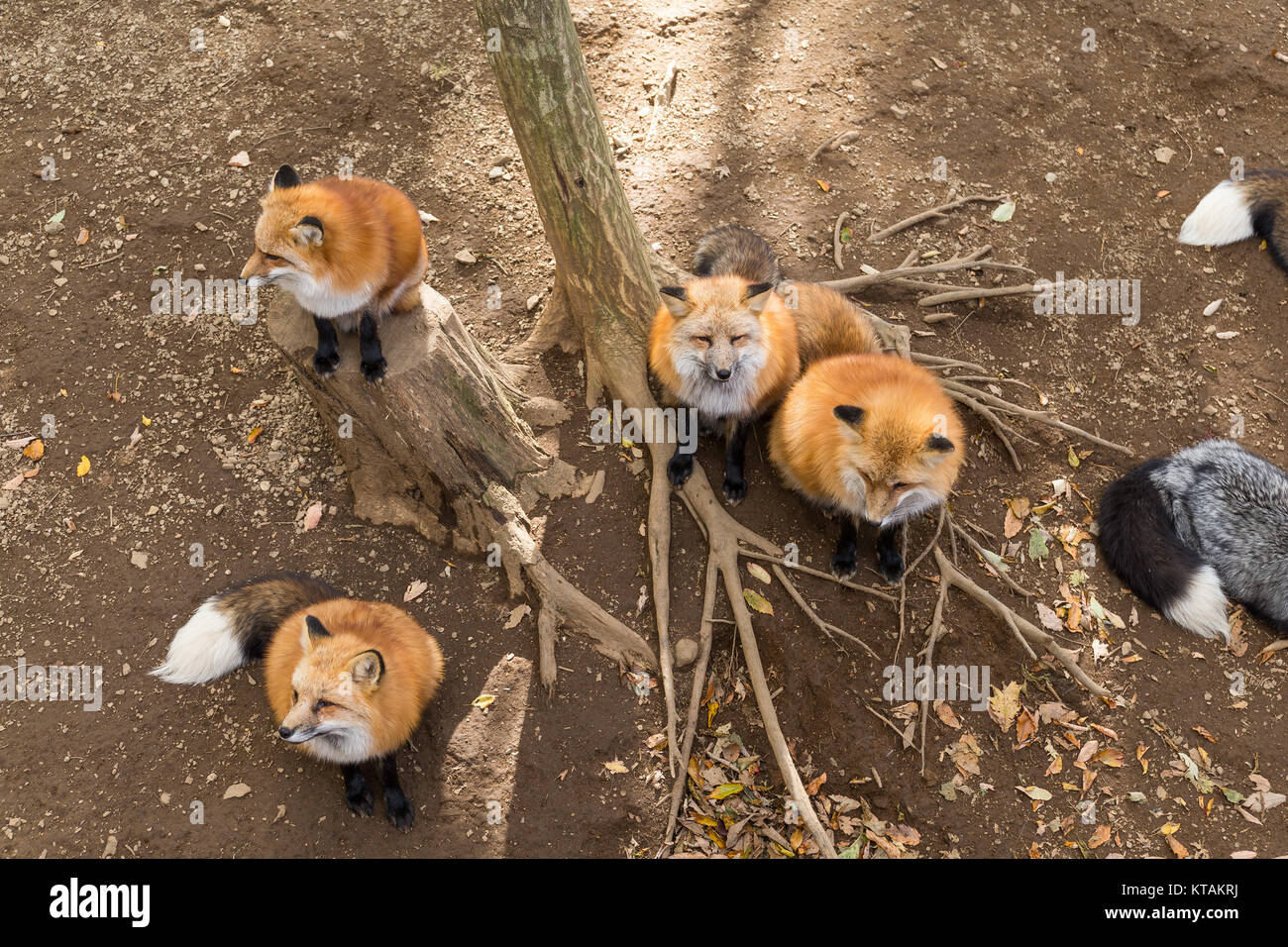 Many fox together Stock Photo - Alamy