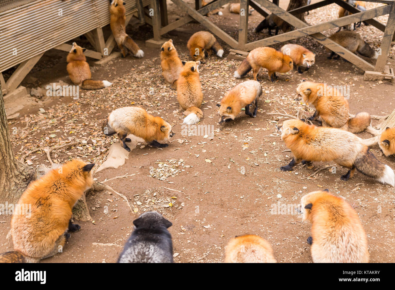 Fox eating at outdoor Stock Photo - Alamy