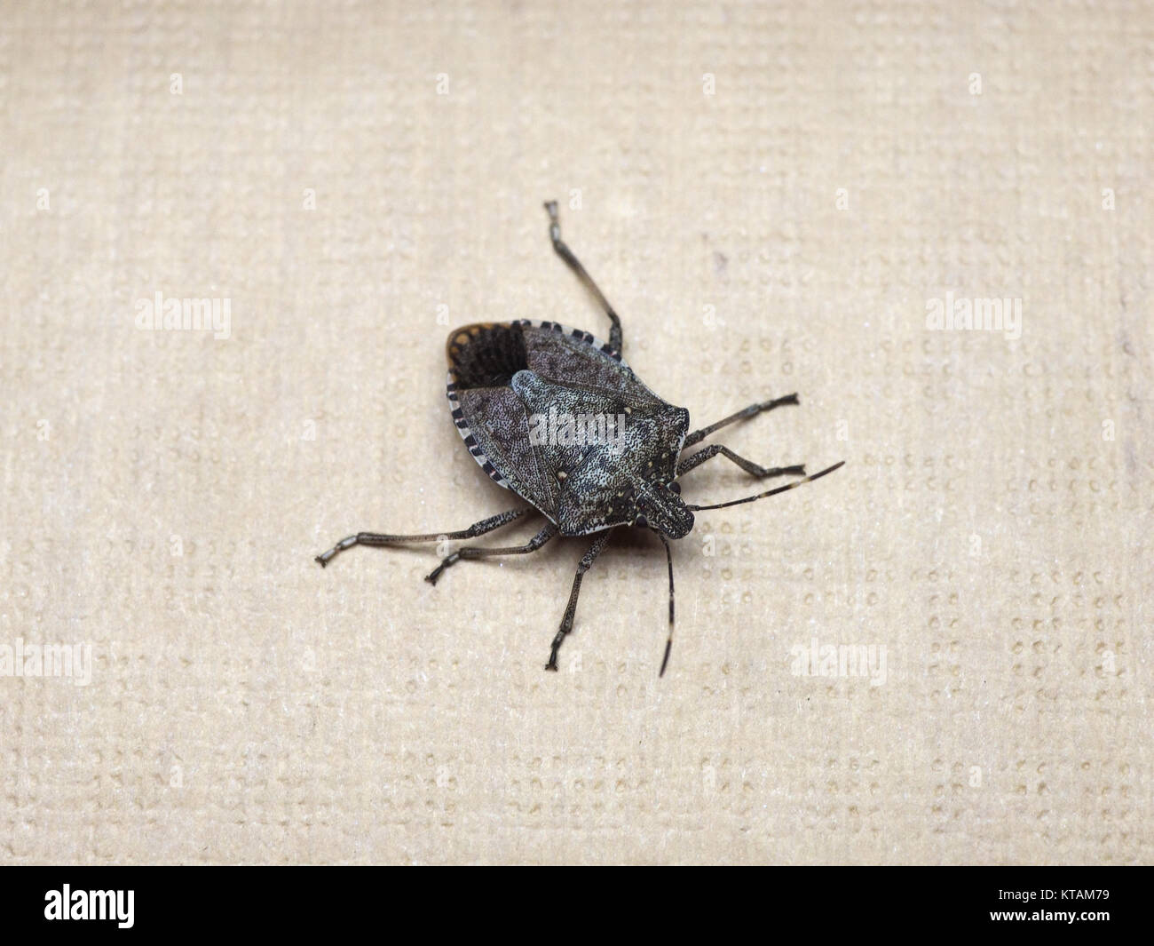 brown marmorated stink bug insect animal Stock Photo - Alamy