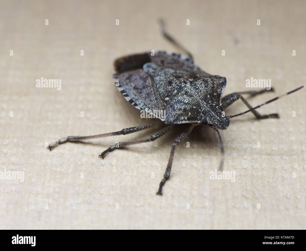 brown marmorated stink bug insect animal Stock Photo - Alamy