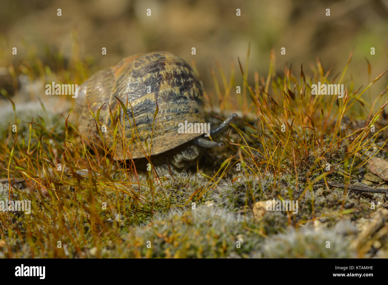Snail mucous shell slime hi-res stock photography and images - Alamy