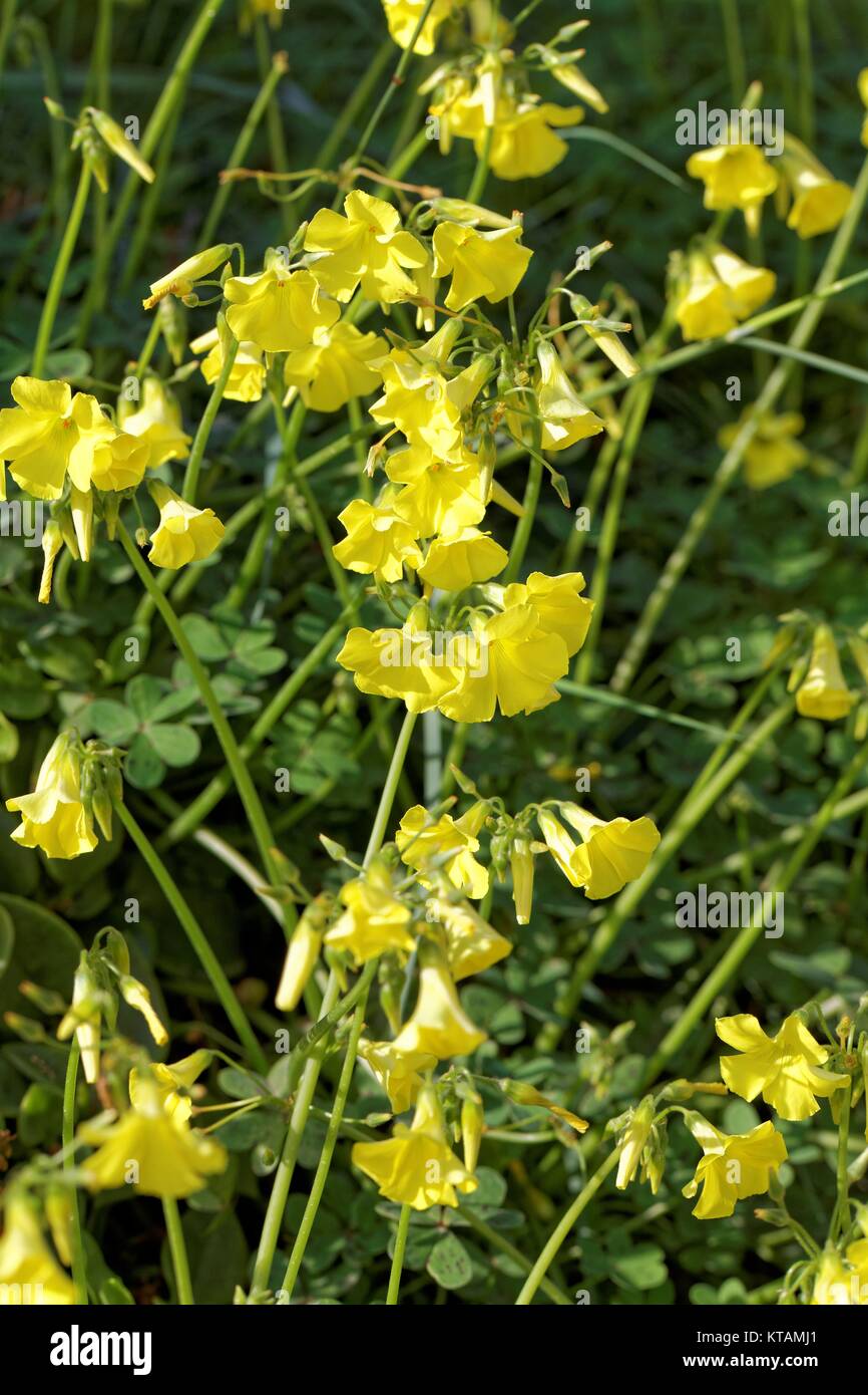 Yellow sour clover hi-res stock photography and images - Alamy
