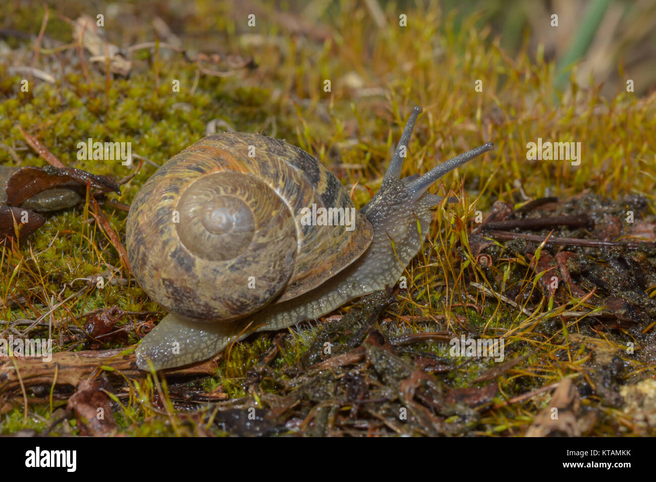 Snail mucous shell slime hi-res stock photography and images - Alamy