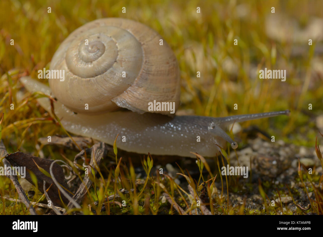 Snail mucous shell slime hi-res stock photography and images - Alamy